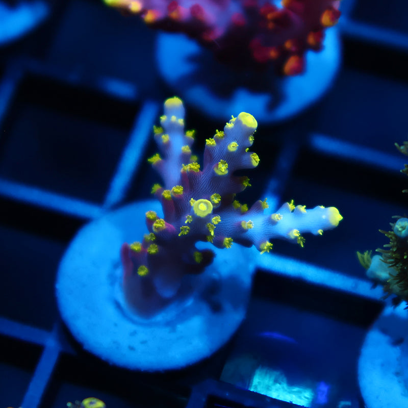 ARC Proximo – TCKCorals