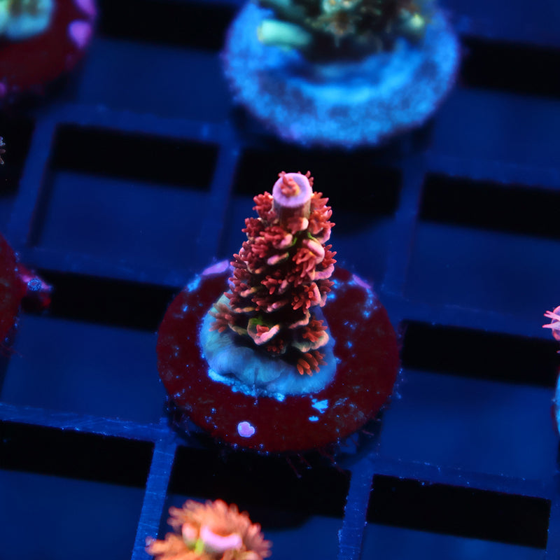 TCK Swizzle Stick Tenuis – TCKCorals