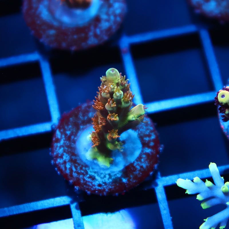 TCK Molten Core Acro – TCKCorals