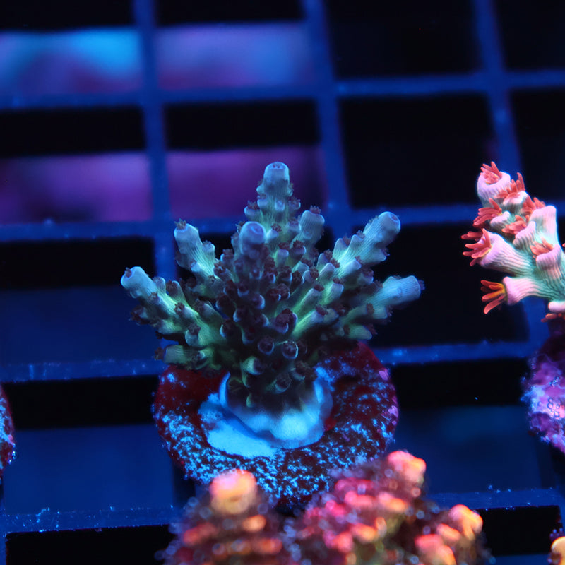 Tricolor Acro – TCKCorals