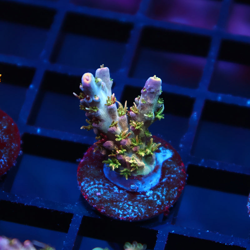 TCK Grafted Kaleidoscope Acro – TCKCorals