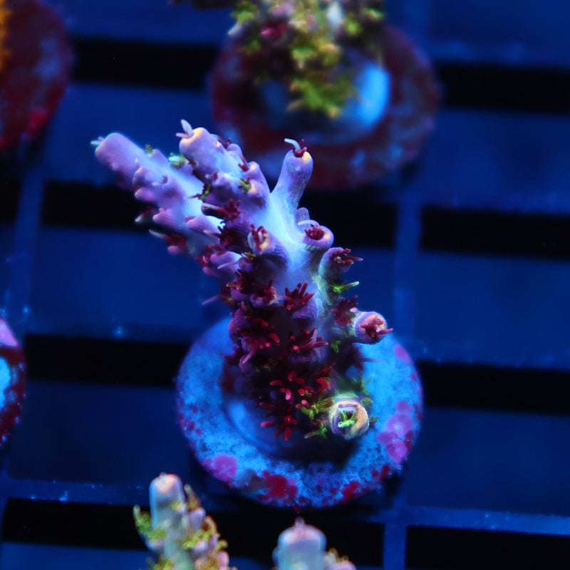 TCK Grafted Kaleidoscope Acro – TCKCorals