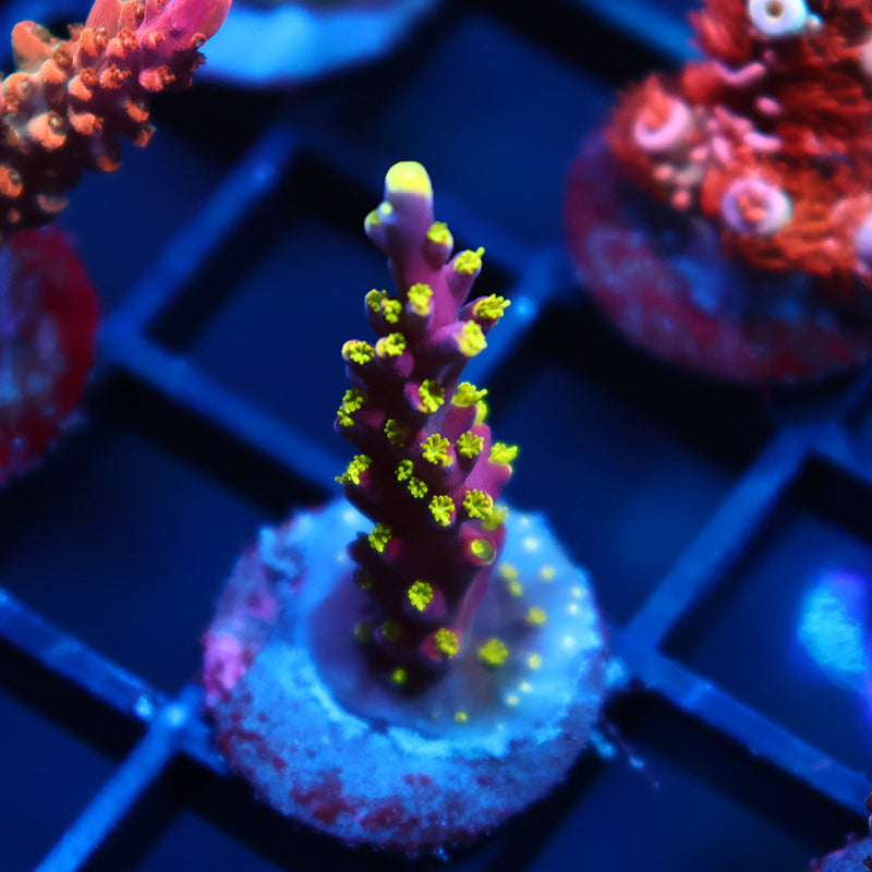 ARC Proximo – TCKCorals