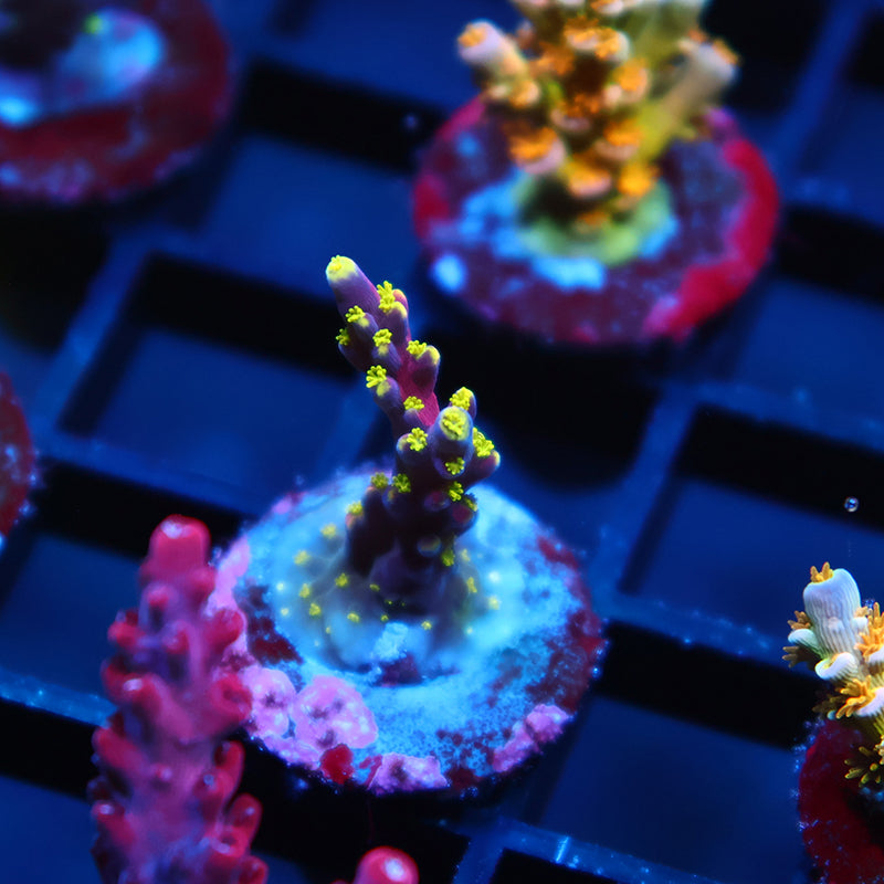 ARC Proximo – TCKCorals