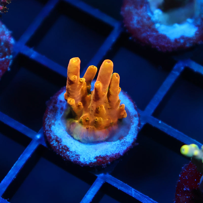 TCK Inferno – TCKCorals