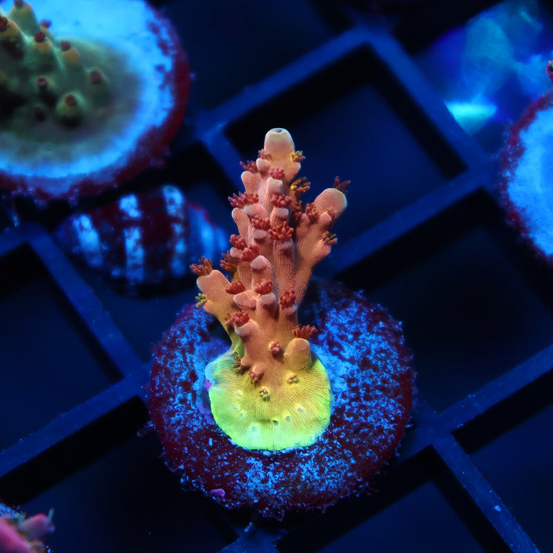 TCK Molten Core Acro – TCKCorals