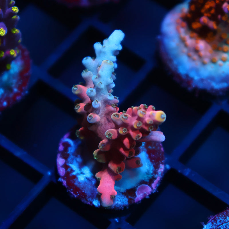 TCK Glow Forge Acro – TCKCorals