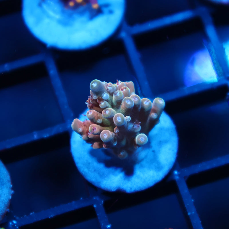 TCK Molten Core Acro – TCKCorals