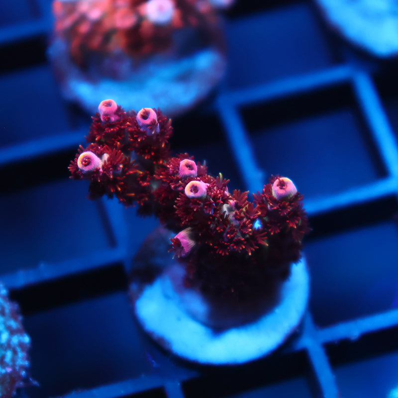 TCK Acroberry Table – TCKCorals