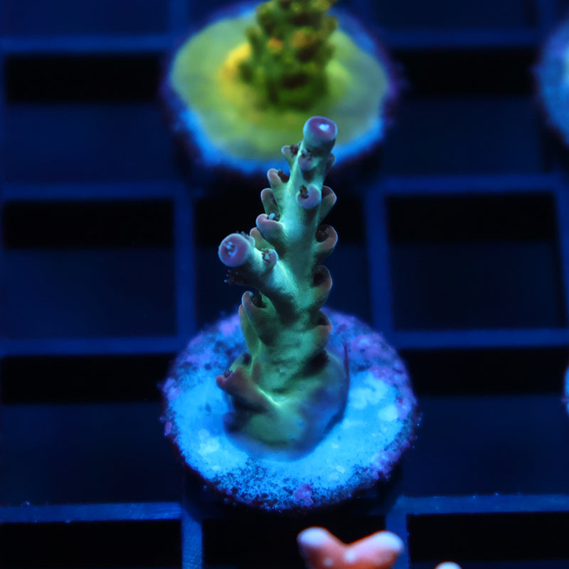 TCK Singapore Acro – TCKCorals