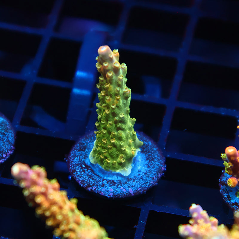 RR Rainbow Loom – TCKCorals