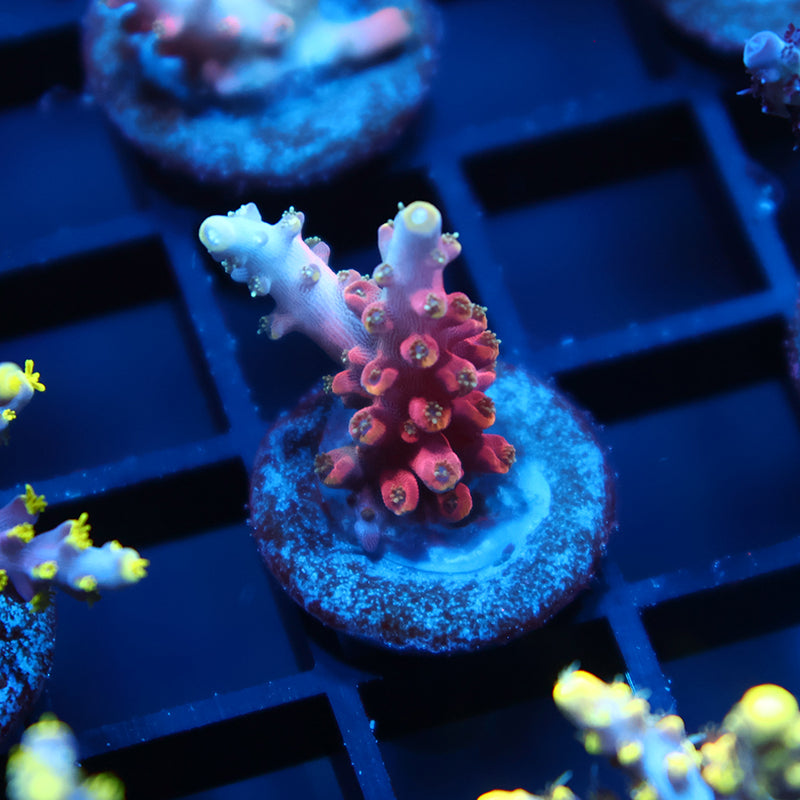 TCK Glow Forge Acro – TCKCorals
