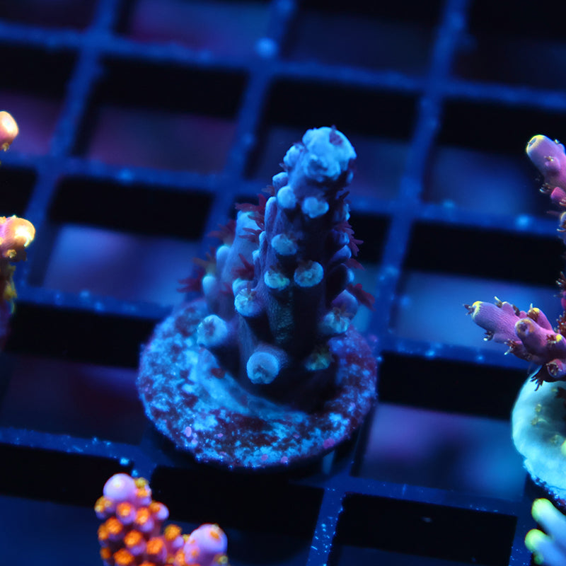 OG Oregon Tort – TCKCorals