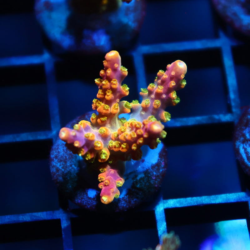 RR Rainbow Loom – TCKCorals