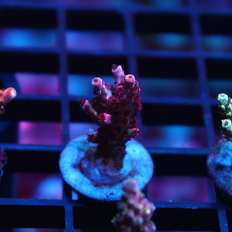 TCK Acroberry Table – TCKCorals