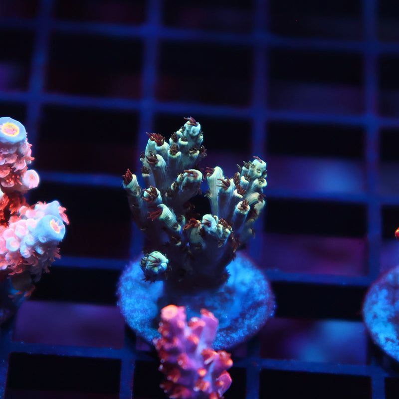 TCK Ultimate Yellow Table – TCKCorals