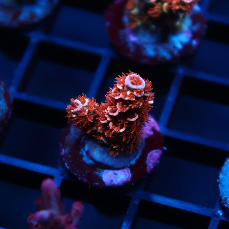 TCK Wildcard Tenuis – TCKCorals