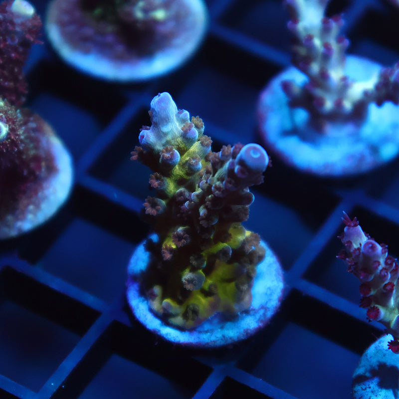 Myagi Tort – TCKCorals