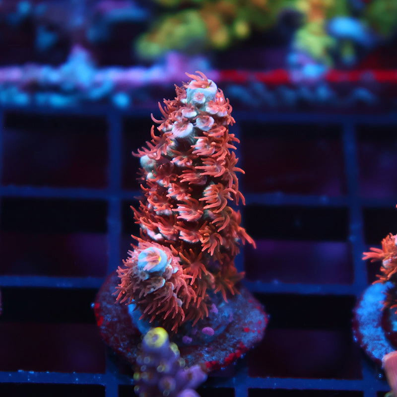 TCK Wildcard – TCKCorals