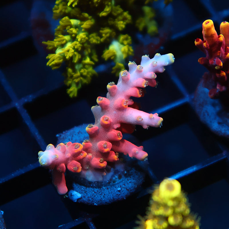 TCK Glowforge Acro – TCKCorals