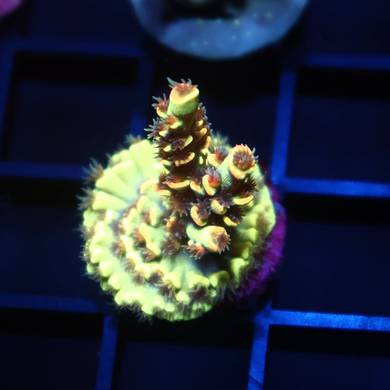 STOCK - TCK Solar Beam Tenuis – TCKCorals