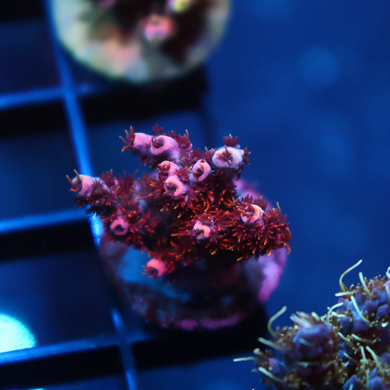 TCK Acroberry Table – TCKCorals