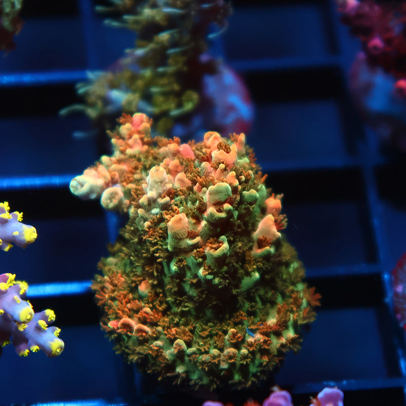 TSA Bill Murray – TCKCorals