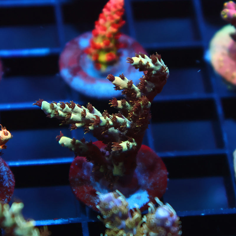 TCK Ultimate Yellow Table – TCKCorals