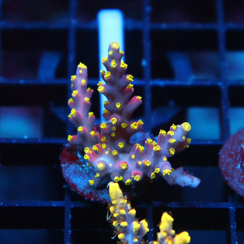 ARC Proximo – TCKCorals