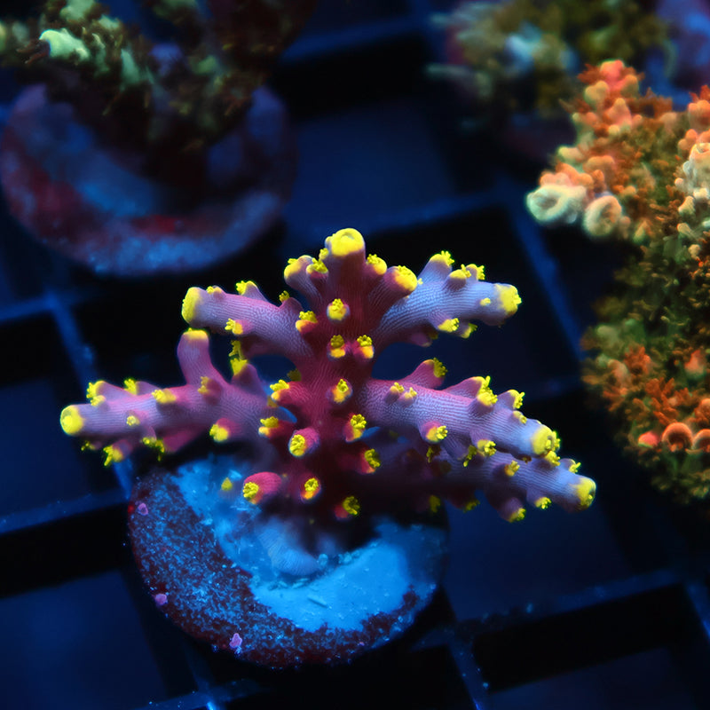 ARC Proximo – TCKCorals