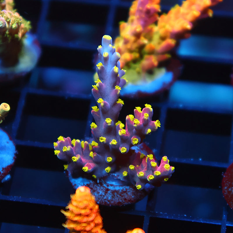 ARC Proximo – TCKCorals