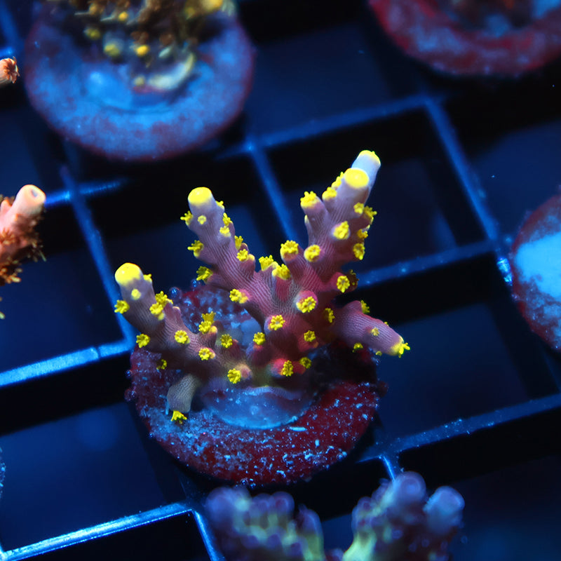 ARC Proximo – TCKCorals