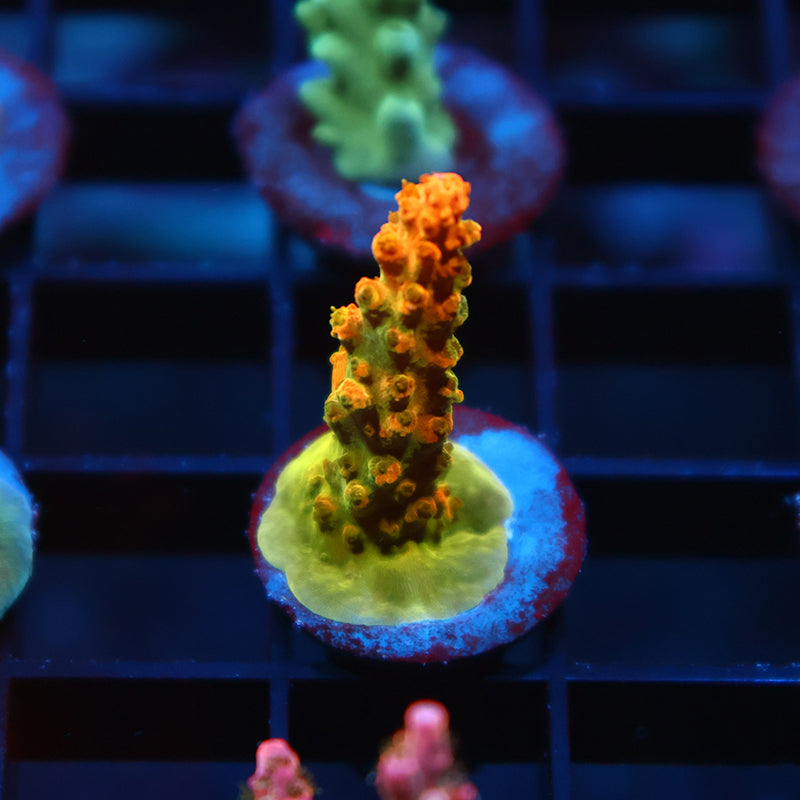 RR Rainbow Loom – TCKCorals