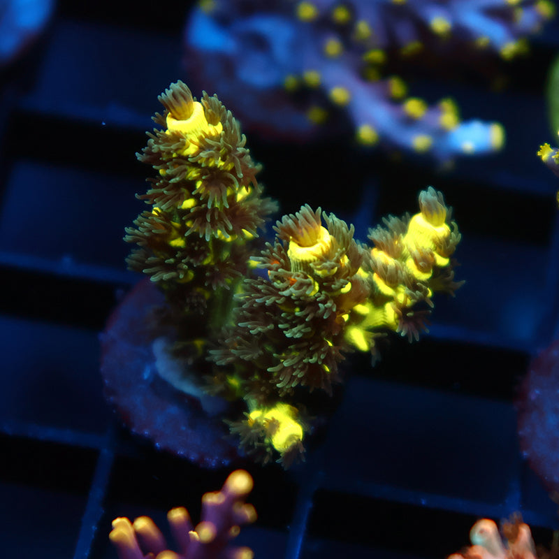 TCK Solar Beam Malaysia Tenuis – TCKCorals