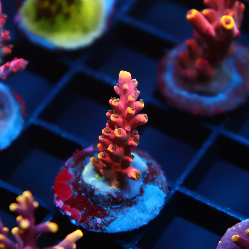 TCK Glowforge Acro – TCKCorals