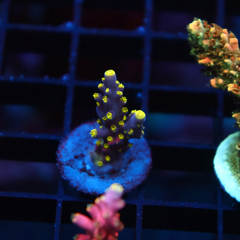 ARC Proximo – TCKCorals