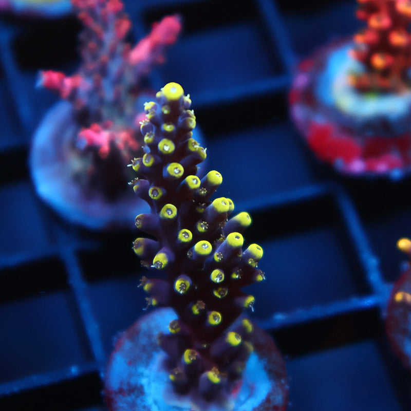 TCK New Dragon Acro – TCKCorals