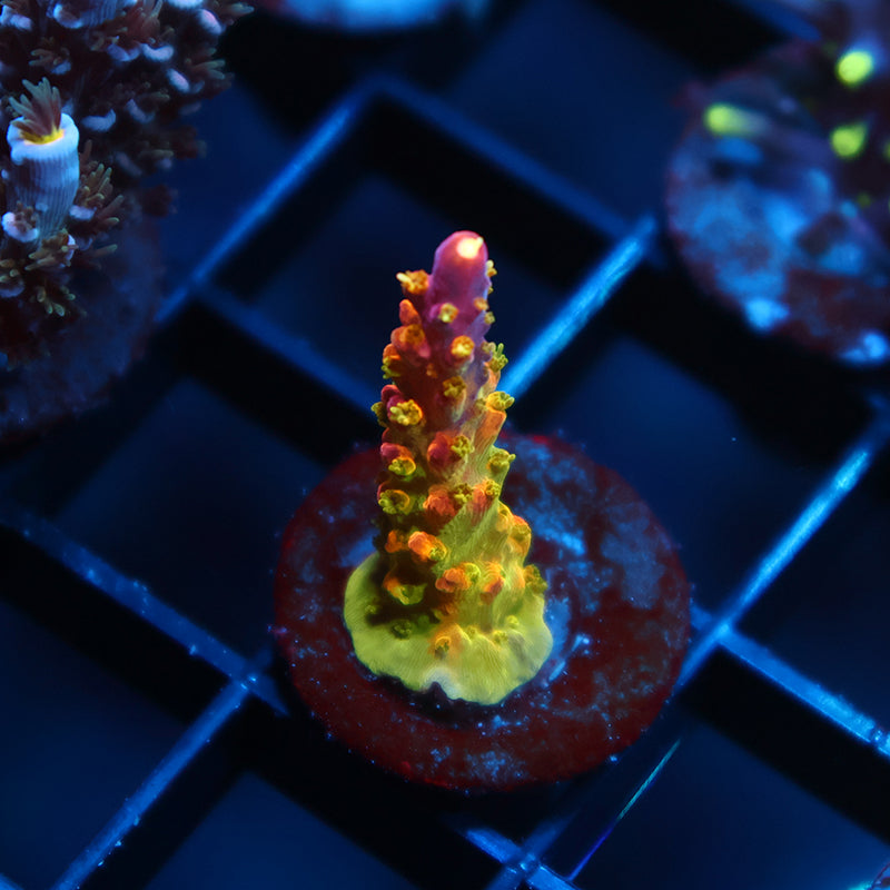 RR Rainbow Loom – TCKCorals