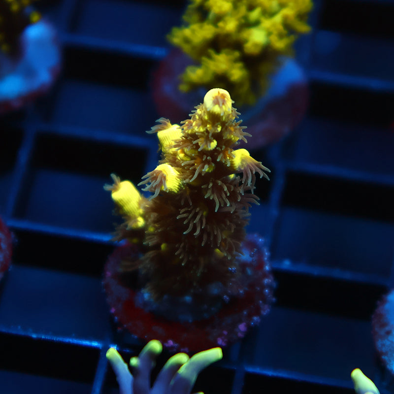 TCK Solar Beam Malaysia Tenuis – TCKCorals