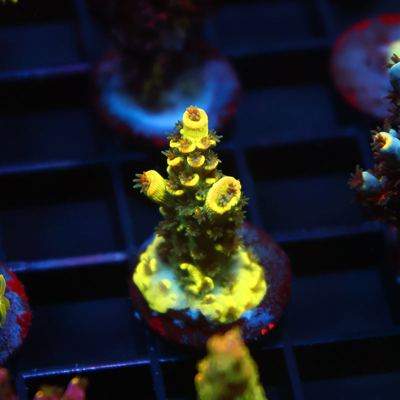 TCK Solar Beam Malaysia Tenuis – TCKCorals