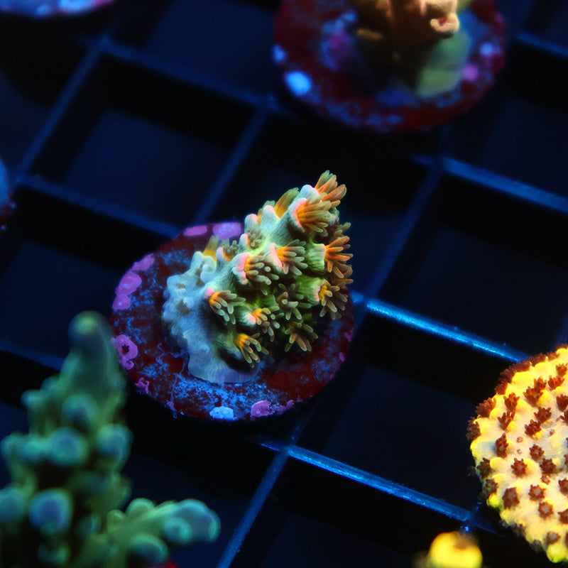 TCK Hothead Tenuis – TCKCorals