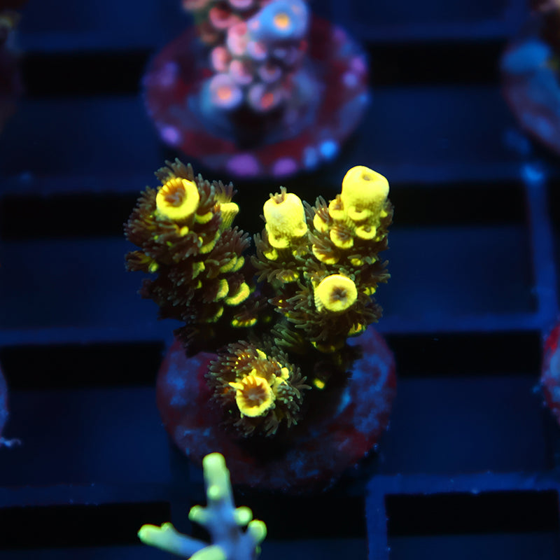 TCK Solar Beam Malaysia Tenuis – TCKCorals
