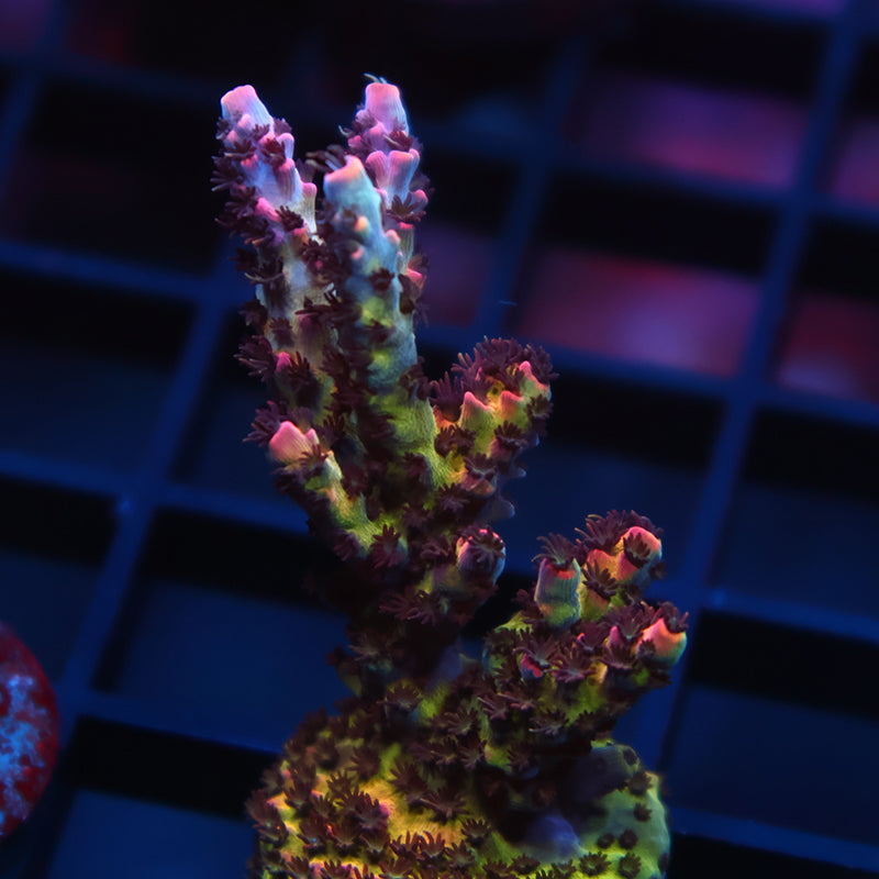 TCK Acroberry Table – TCKCorals