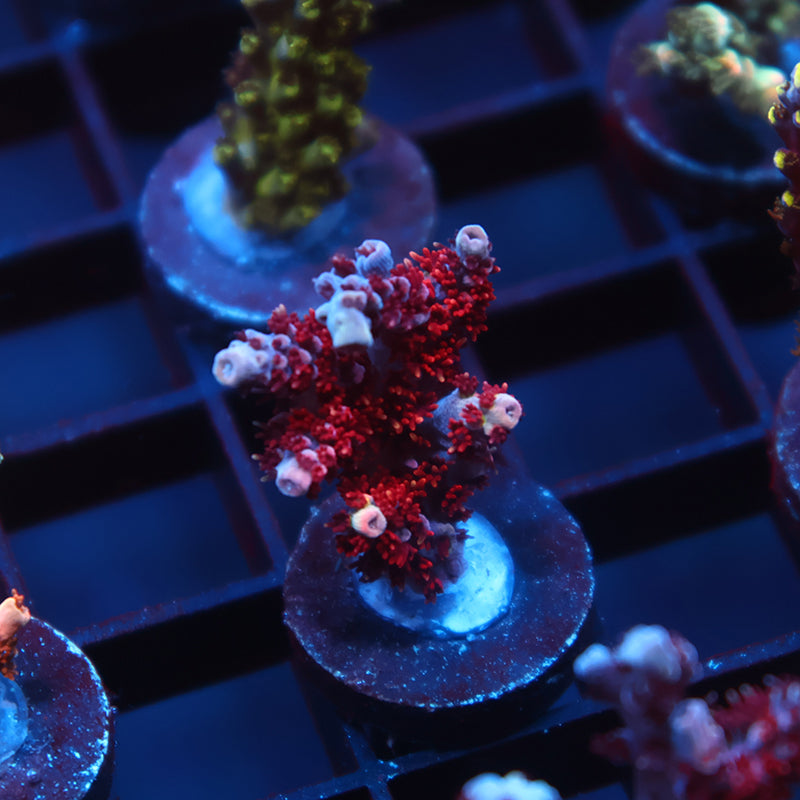 TCK Blastwave Acro – TCKCorals