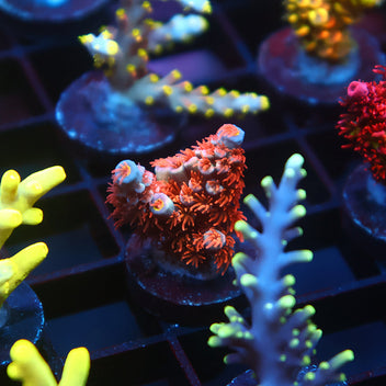 TCKCorals Premium Aquacultured WYSIWYG Corals