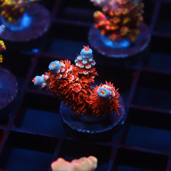 TCKCorals Premium Aquacultured WYSIWYG Corals