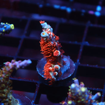 TCKCorals Premium Aquacultured WYSIWYG Corals
