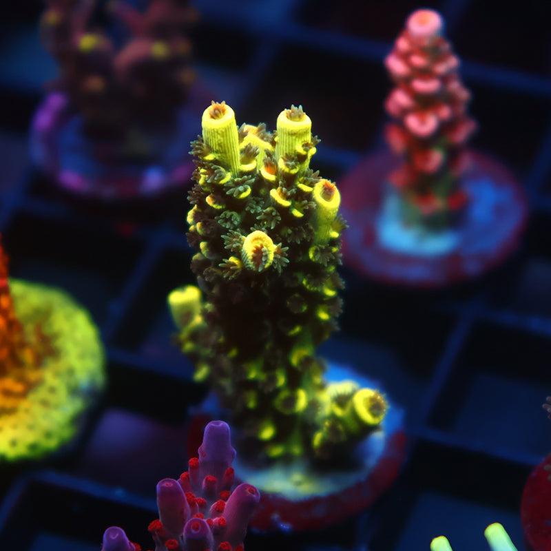 TCK Solar Beam Malaysia Tenuis – TCKCorals