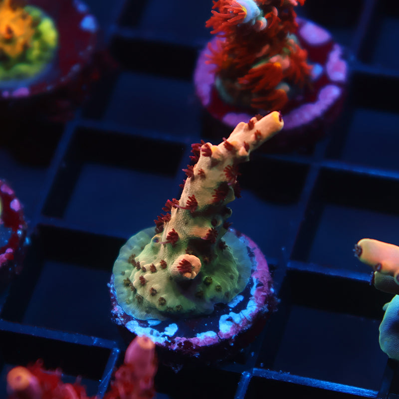 TCK Hyperion Acro – TCKCorals