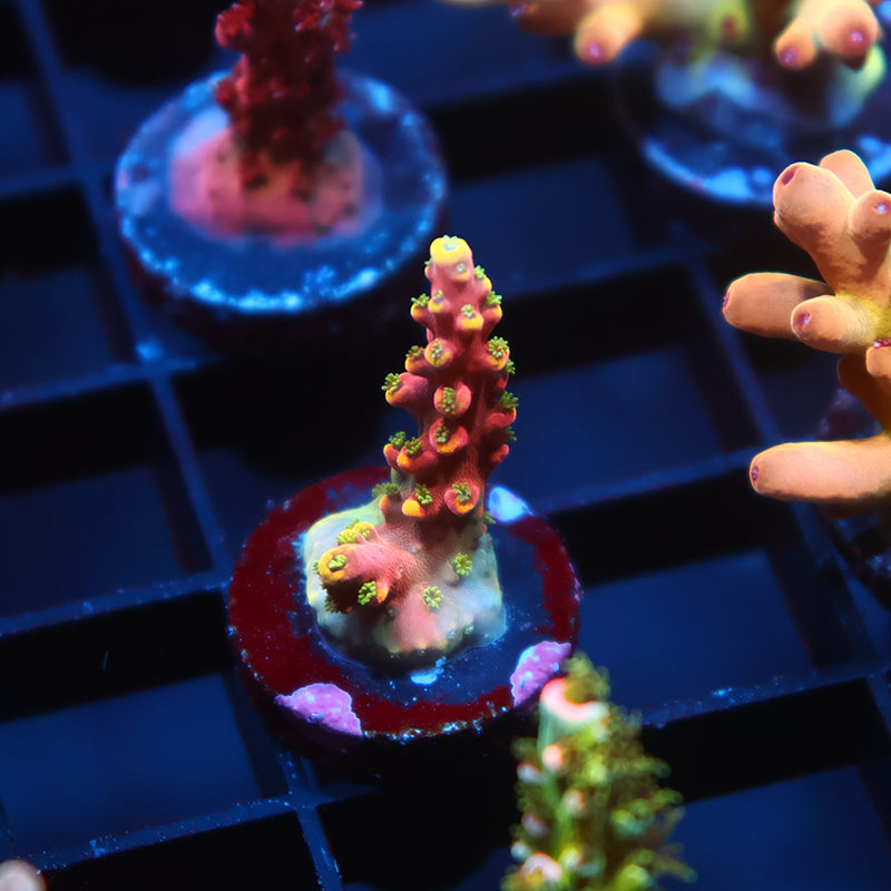 TCK Glowforge – TCKCorals